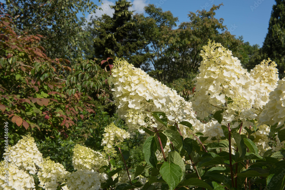 Summer Colours of the Cream Flower Heads of a Paniculate Hydrangea ...