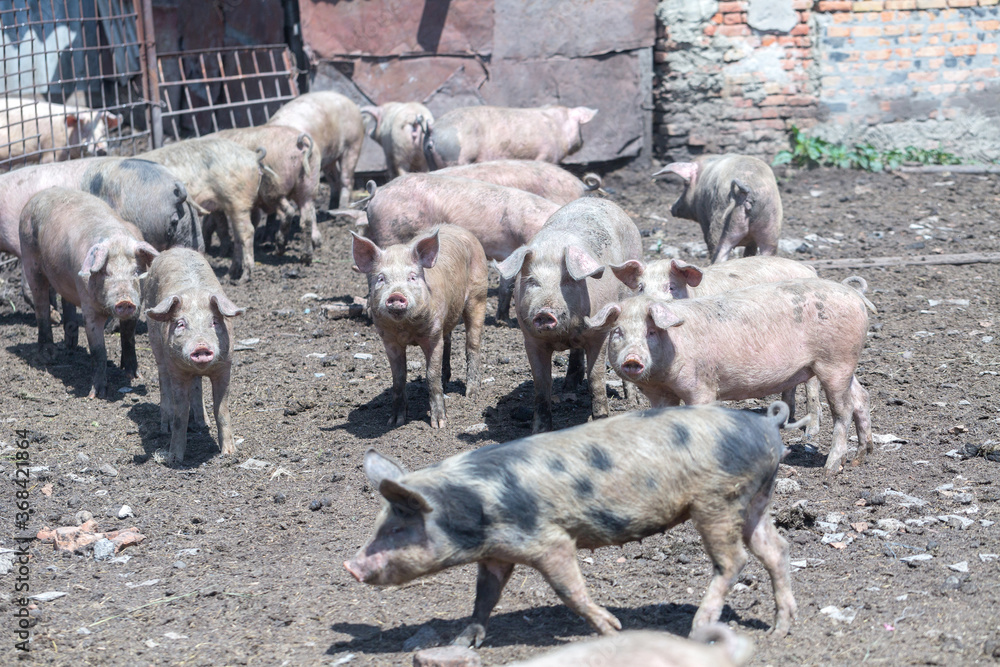 Dirty pigs and piglets grazing on a pig farm. Natural organic pig ...