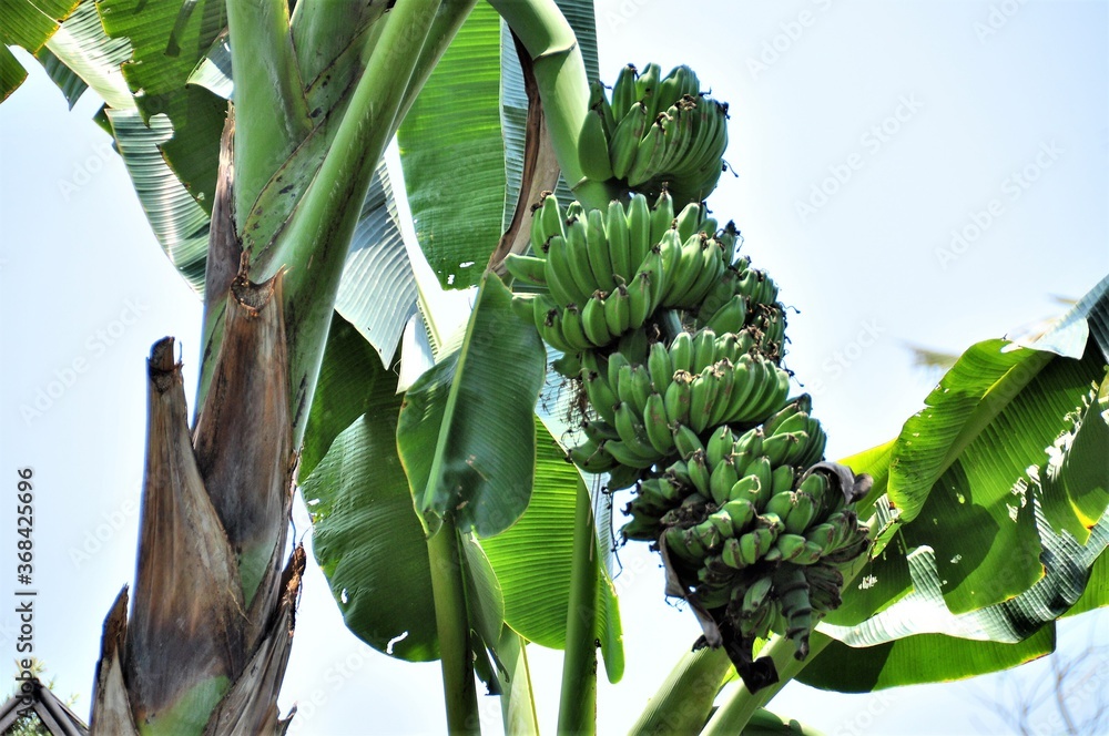 régime de banane banana tree with its bananas Stock Photo | Adobe Stock