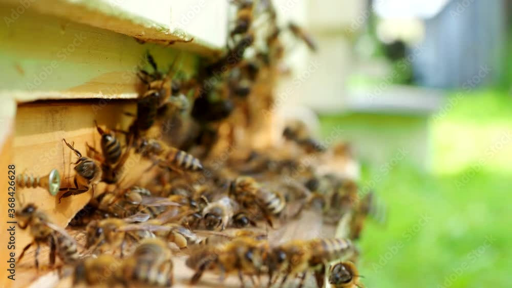 Swarm of honey bees carrying pollen and flying to the landing board of ...