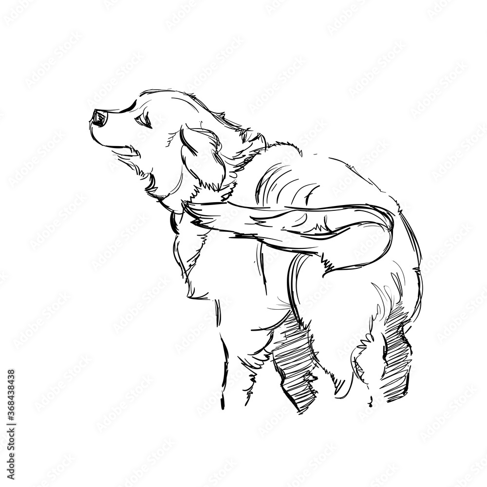 The Portrait of a Cute Shaggy Dog on White Background. Vector ...