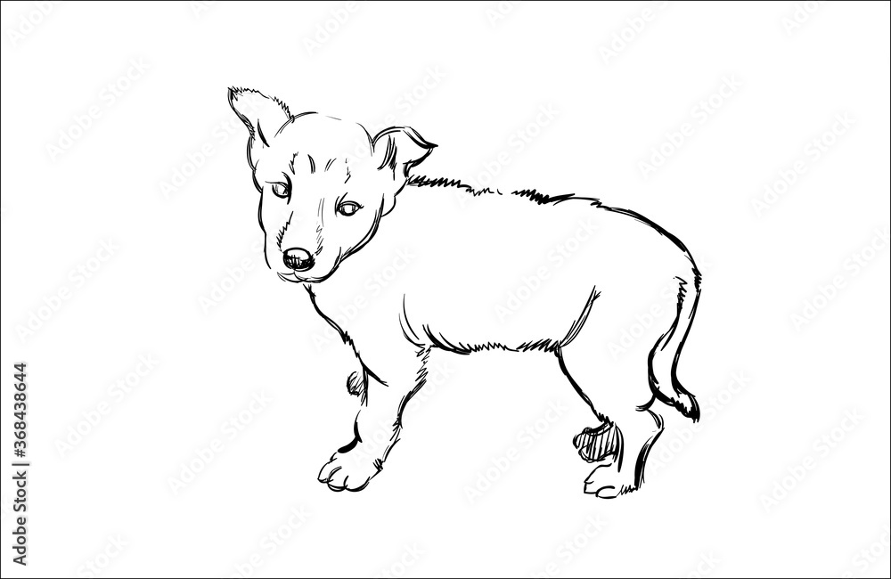 The Portrait of a Cute Little Puppy on White Background. Monochrome ...