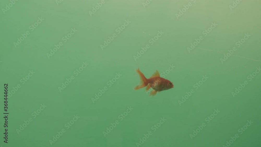Small goldfish swimming on 4k slowmo green screen. Chroma key, Log ...