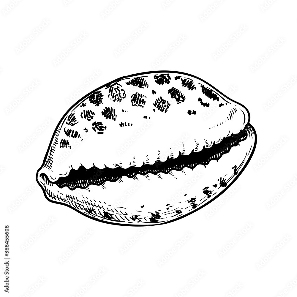 Sea shell cowrie tiger pattern. Hand drawn sketch style vector drawing ...