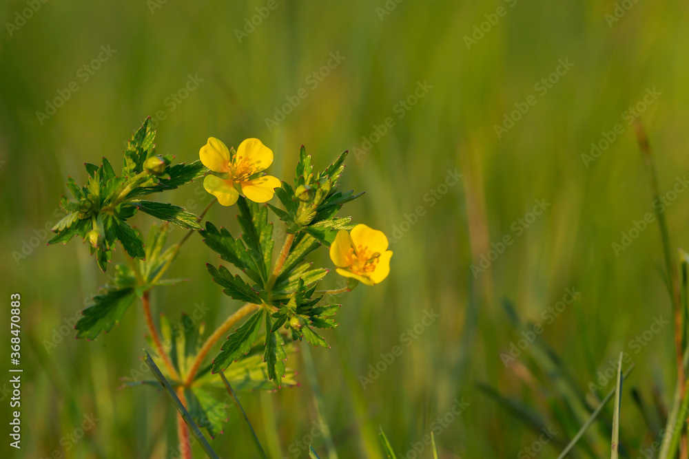 Potentilla erecta tormentil, septfoil or erect cinquefoil is a ...