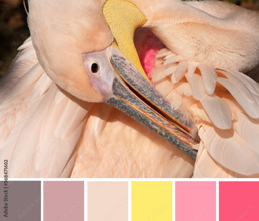 The amazing pink colors of the great white pelican, Pelecanus ...