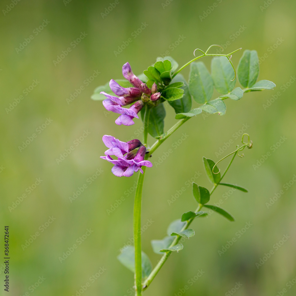 Vicia sepium or bush vetch is a plant species of the genus Vicia. Bush ...