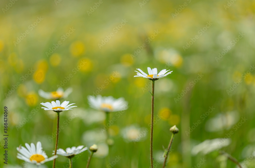Oxeye daisy (Leucanthemum vulgare) flowers in green grass. Leucanthemum ...