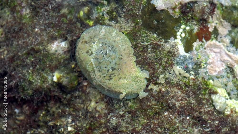 Slug walks on the bottom of a shallow area of a sea Stock ビデオ | Adobe Stock