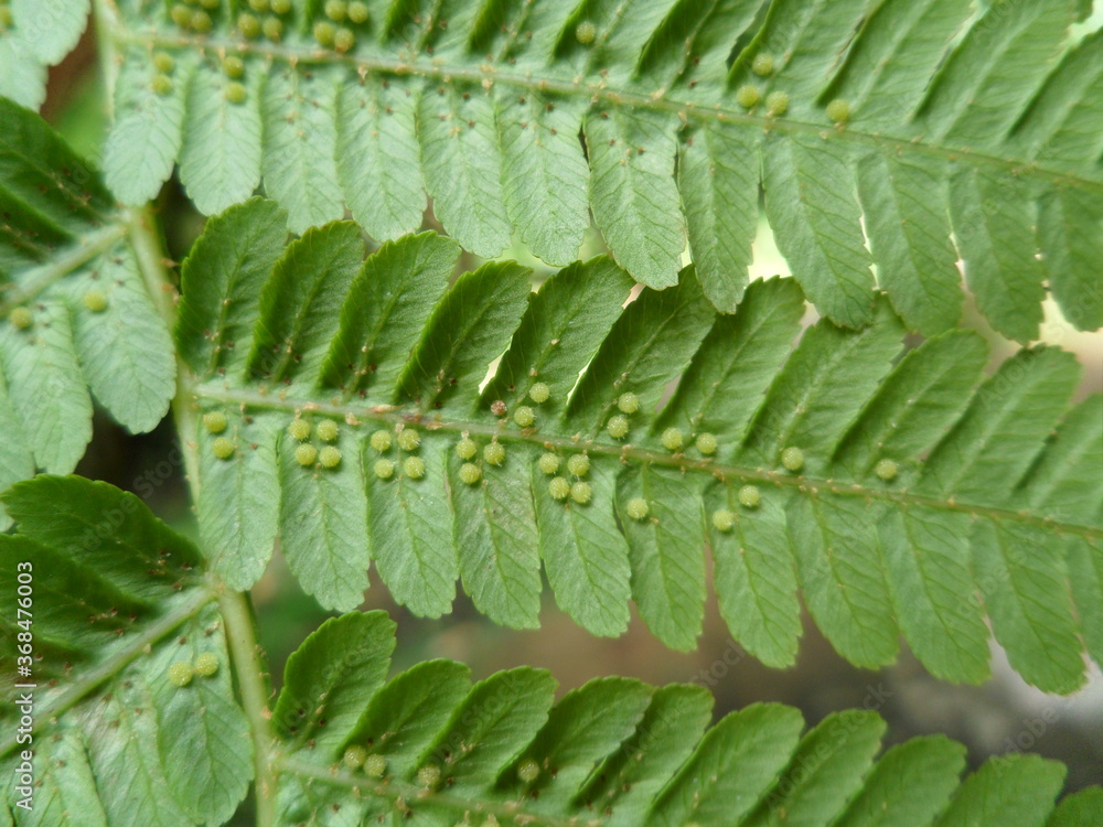 Cyathea latebrosa, a type of tree fern. up close view of its young ...