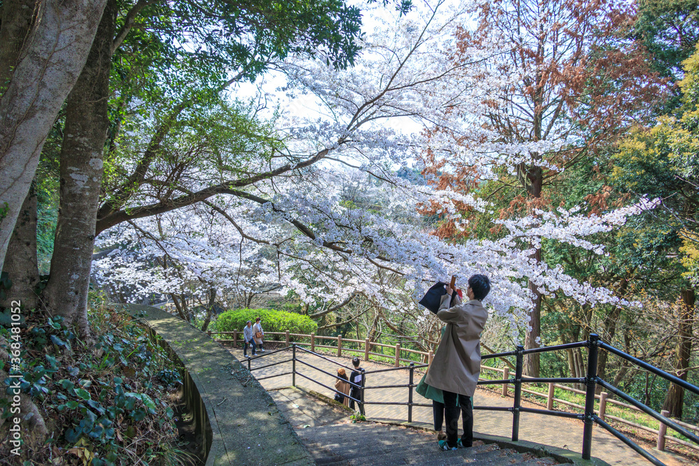 Cherry blossom season on spring at Saikaibashi Park in Saikai, Nagasaki ...