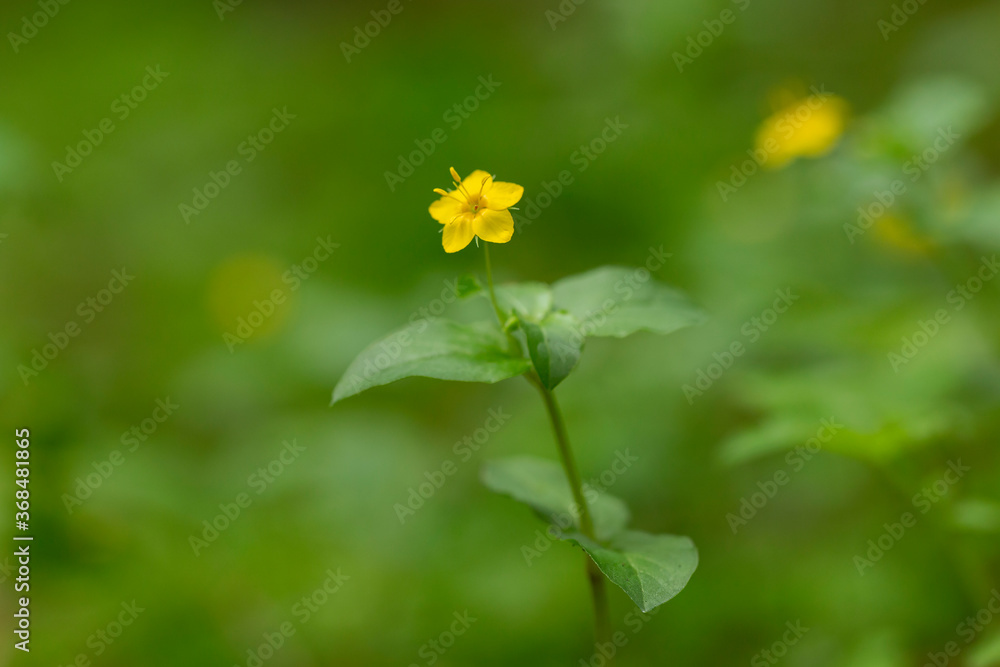 Small 5 Petal Yellow Flower | Best Flower Site
