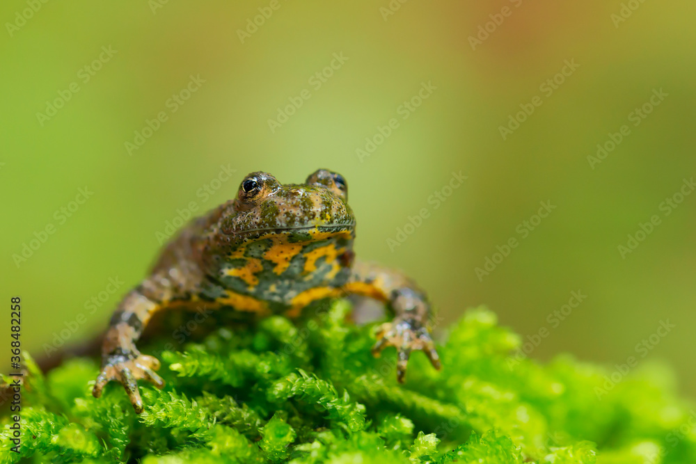 The yellow-bellied toad (Bombina variegata) belongs to the order Anura ...