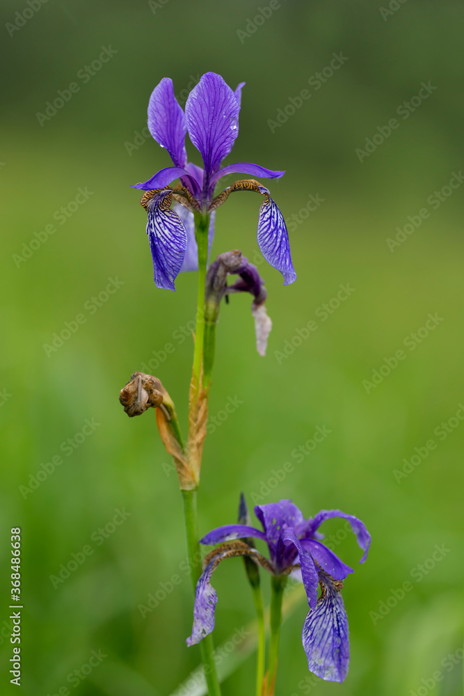 Iris sibirica (commonly known as Siberian iris or Siberian flag), is a ...