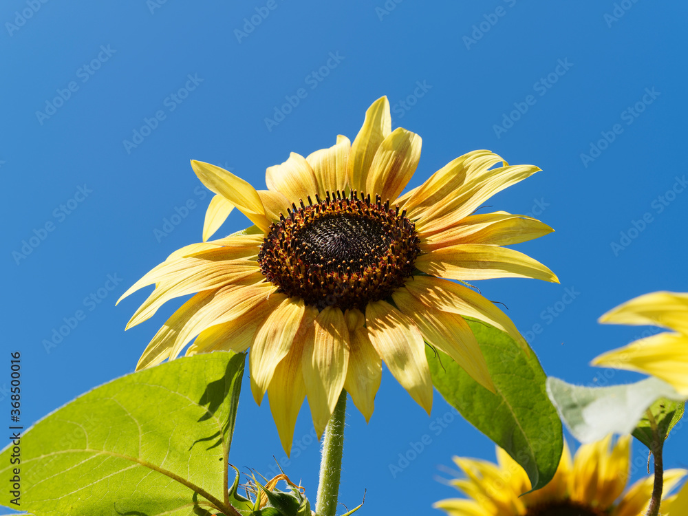 Helianthus annuus | Common sunflower with yellow ray flowers and golden ...