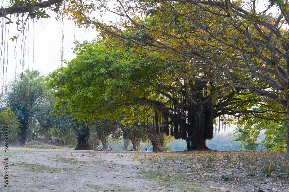 Empty playground with huge trees with their full fledged branches and ...