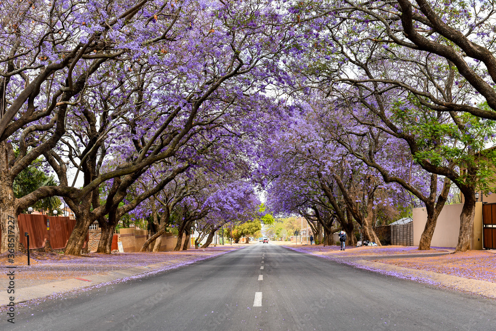 Jacaranda Trees are very beautiful symbolic trees in Spring season ...