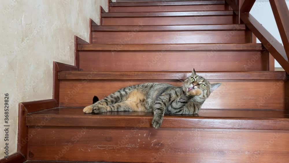 Video Stock Affectionate kitty lies on step of stairs at home and ...