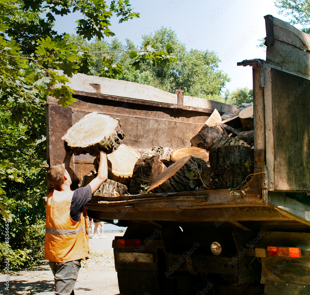 Foto de Old dangerous trees are being removed in cities. The process of ...
