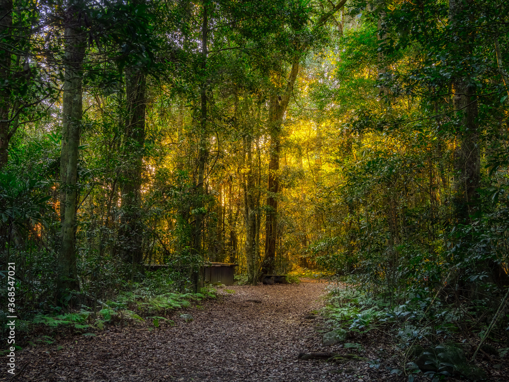 Rainforest Scene with Trees and Path Stock Photo | Adobe Stock