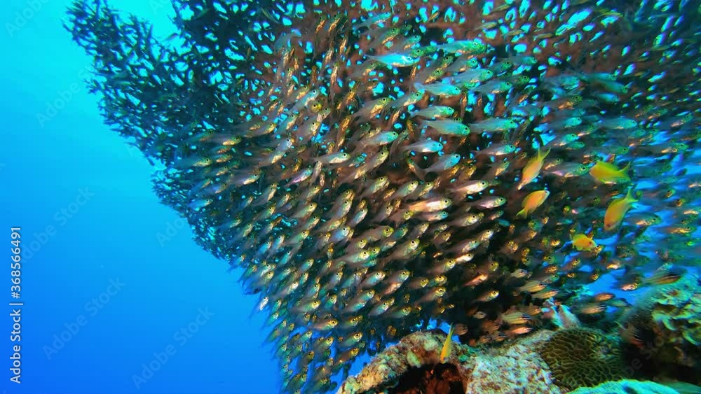 Underwater Sea Glassfish. Underwater tropical fish sweepers glassfish ...