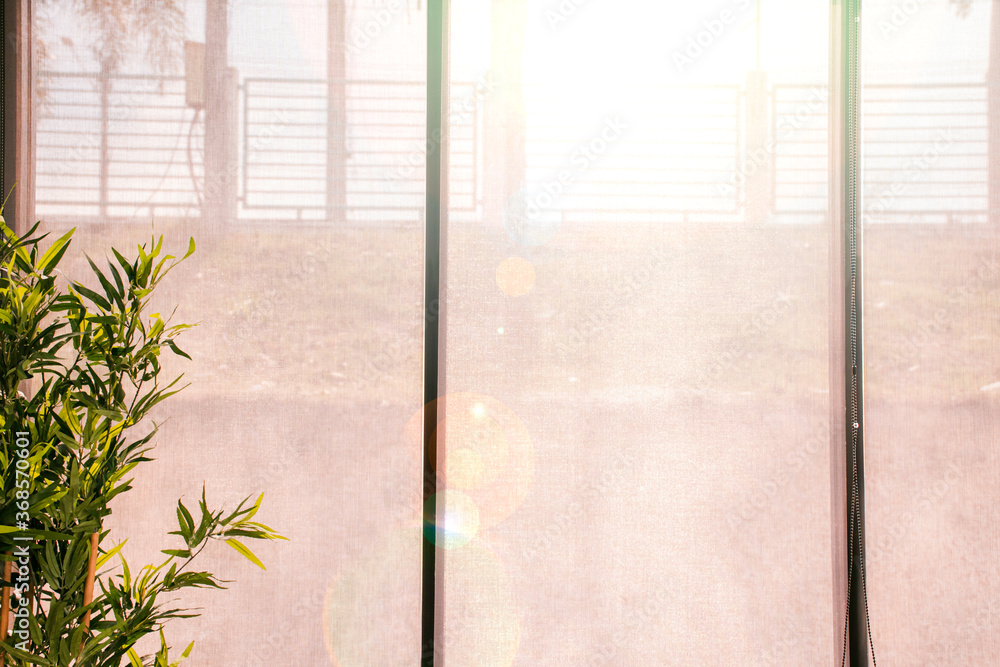 Green view beside window in office, Flare light through the window in ...