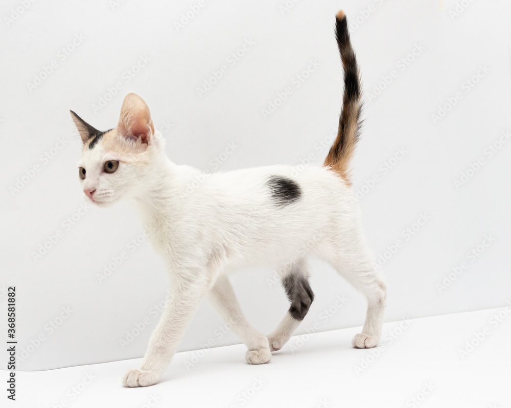 gato cachorro blanco con manchas amarillas y negras caminando hacia la ...