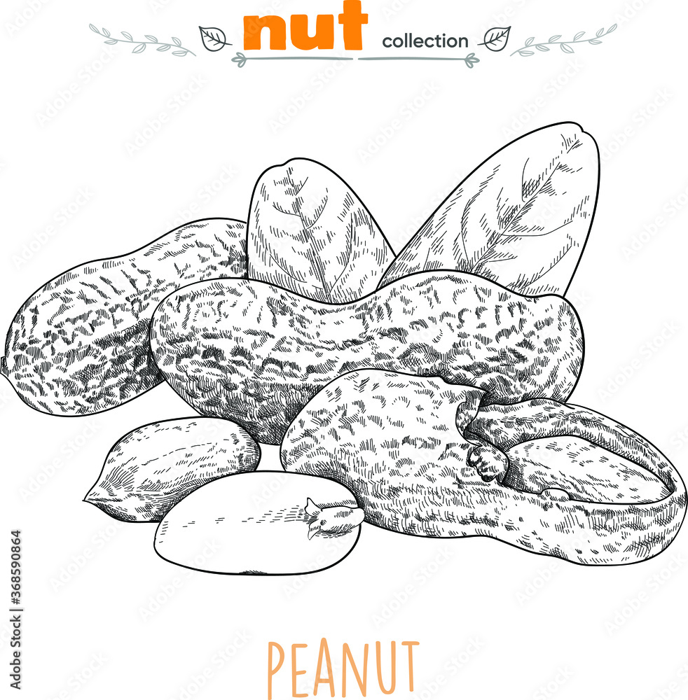 Peanut. Detailed line art. Freehand drawing. Vector nuts. Collection of ...
