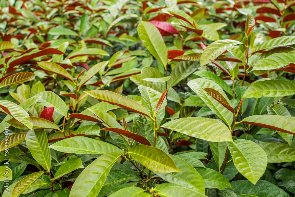 Medicinal herbs. (Excoecaria cochinchinensis Lour) or Excoecaria ...