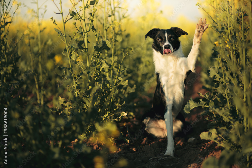 black and white border collie dog licking her mouth and lifting her paw ...
