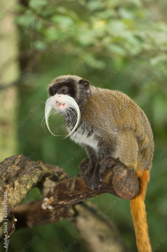 Emperor Tamarin (Saguinus imperator) .Tamarin empereur (Saguinus ...