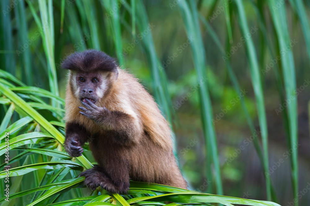 Tufted capuchin (Cebus apella), also known as brown capuchin, black ...