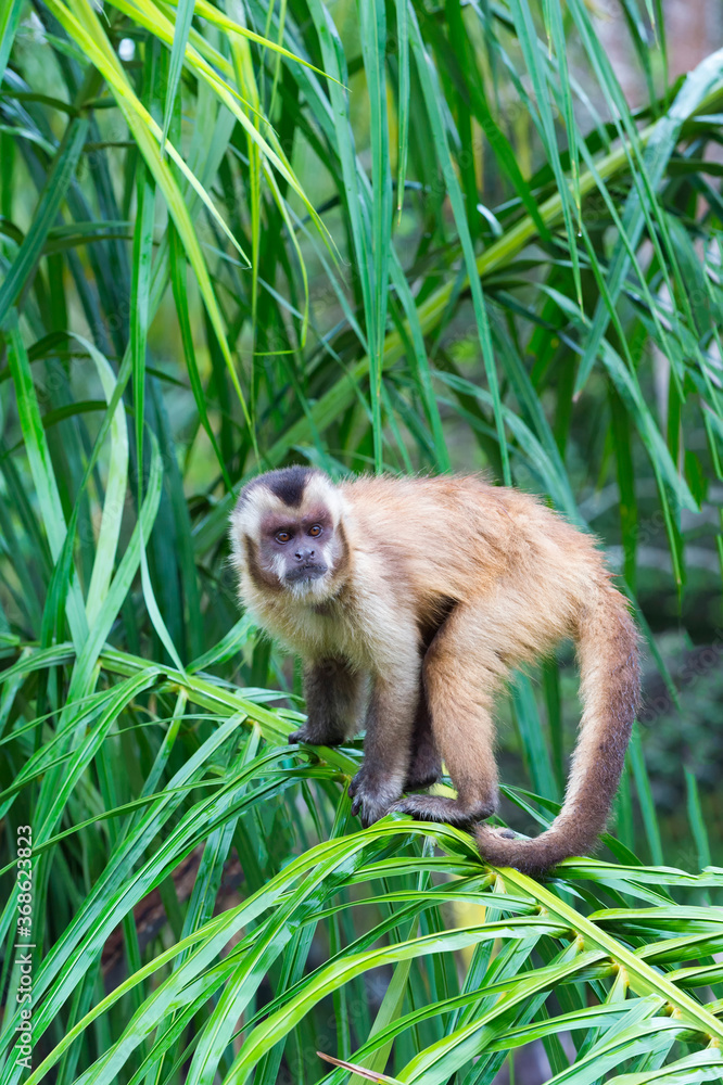 Tufted capuchin (Cebus apella), also known as brown capuchin, black ...