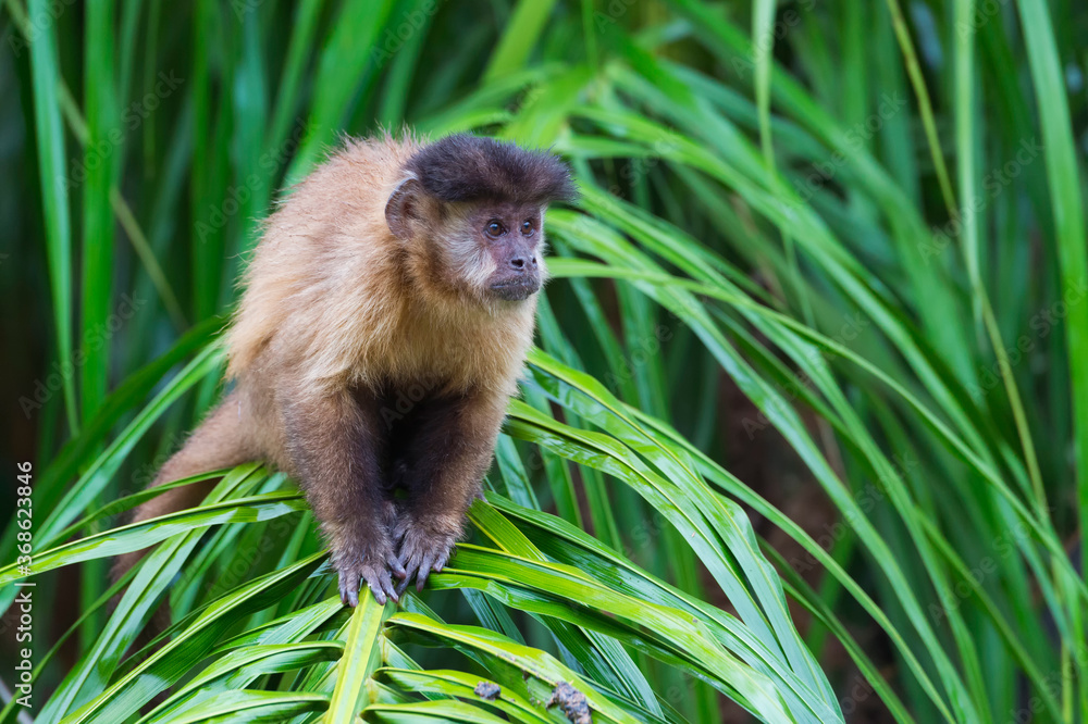 Tufted capuchin (Cebus apella), also known as brown capuchin, black ...