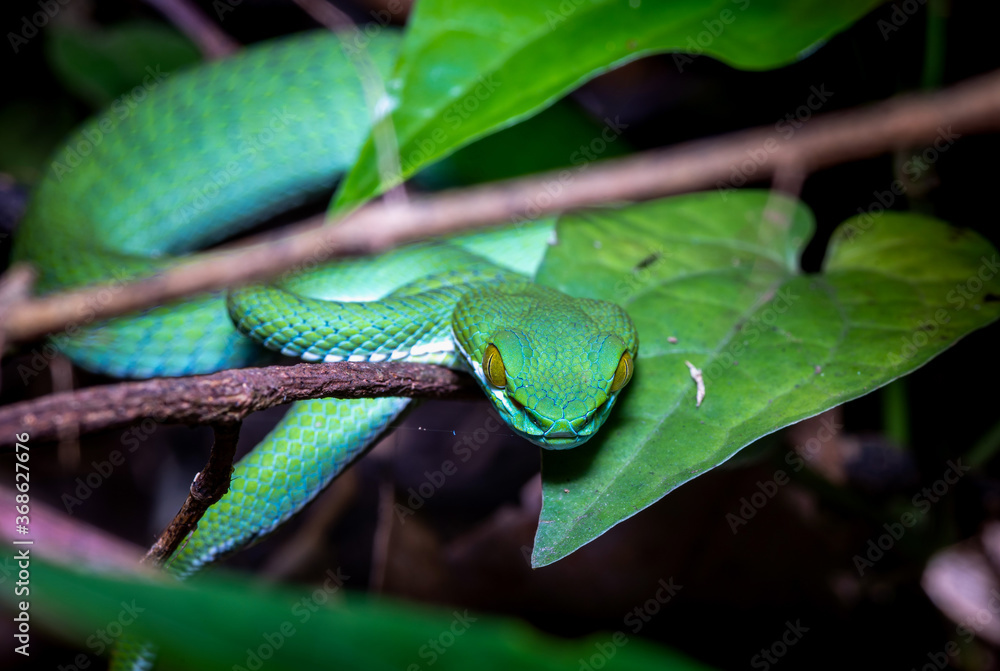 Large-eyed Green Pitviper or Green pit vipers or Asian pit vipers Stock ...