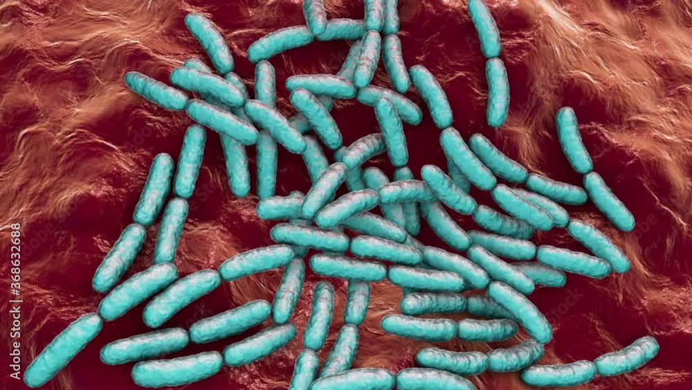 Probiotic bacteria Lactobacillus in human intestine, intestinal normal ...