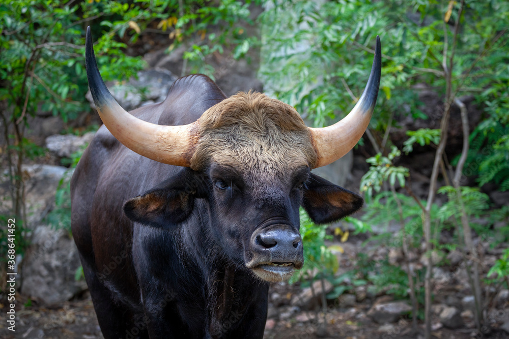 Gaur, Indian bison Stock Photo | Adobe Stock