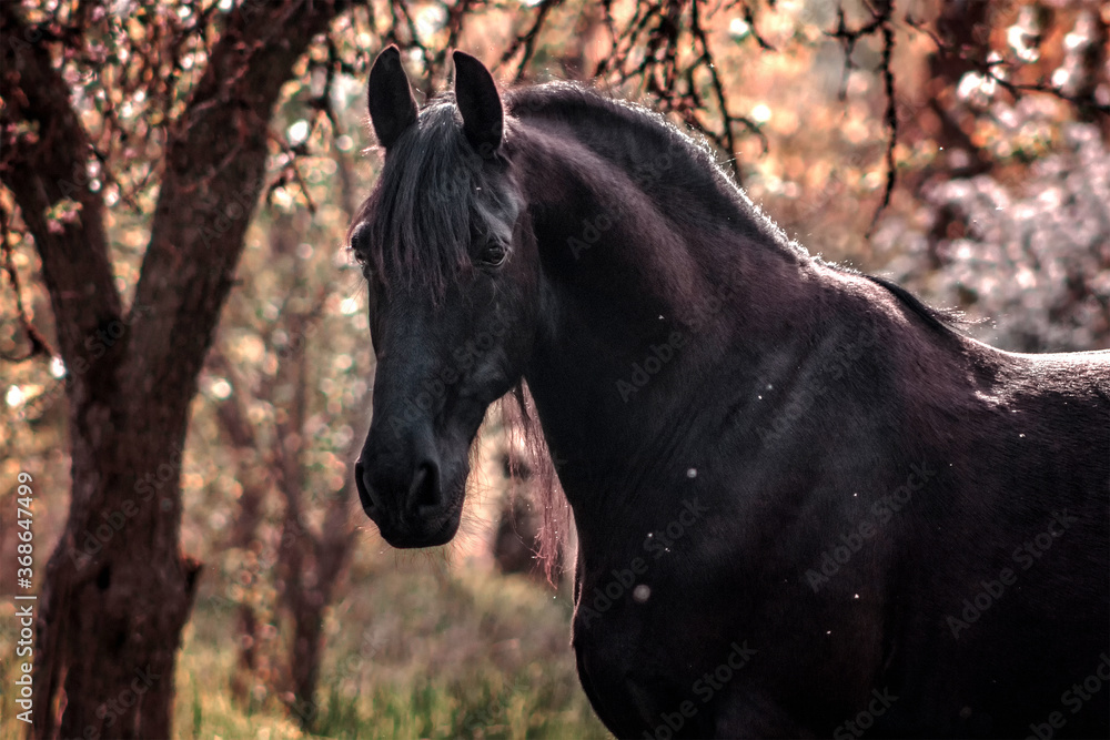 Black friesian horse in the apple tree park in spring with bloomig ...