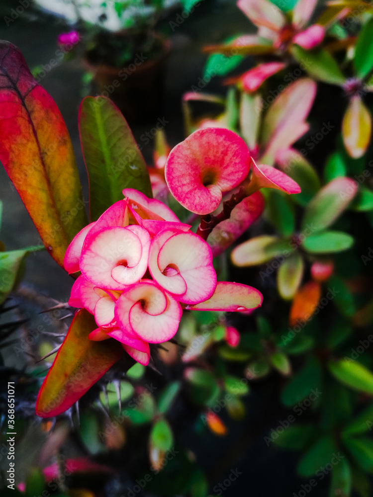 Euphorbia flowers with a red shade to the flowers and leaves on it ...