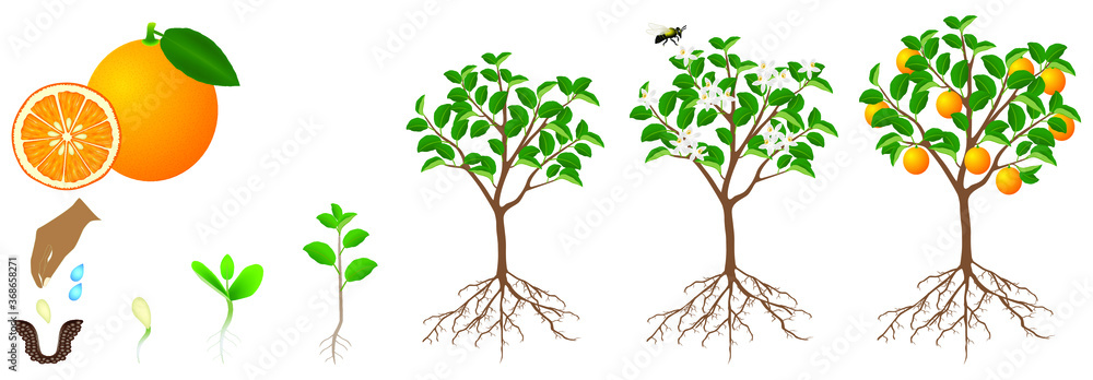 The growth cycle of an orange plant is isolated on a white background ...