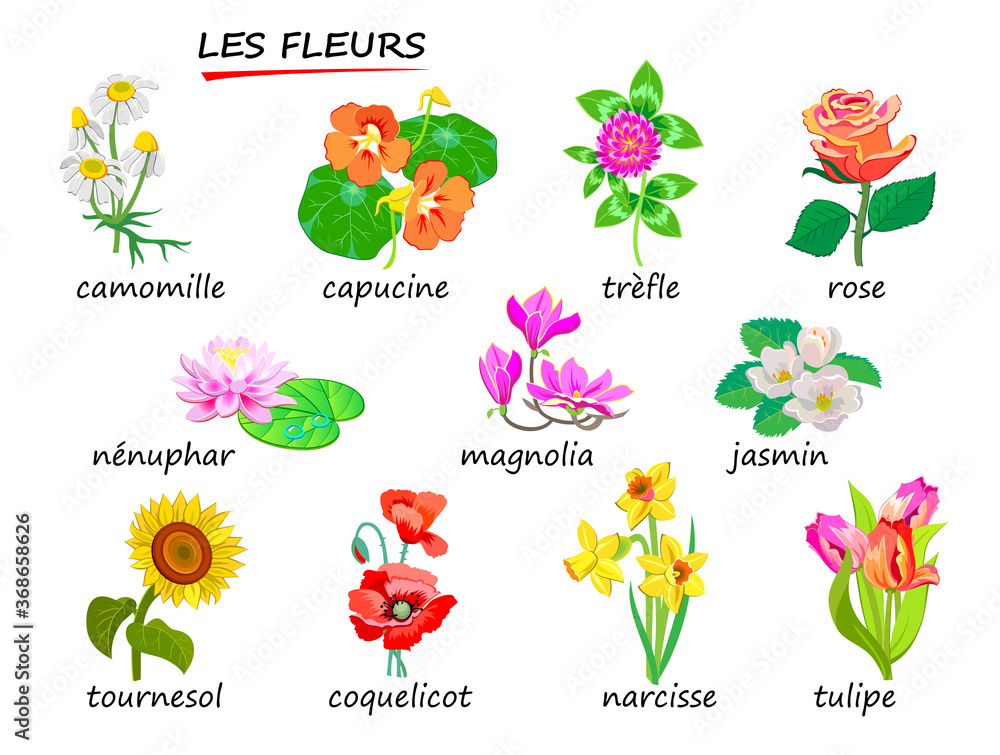 THE FLOWERS. Names of flowers in French. Set of illustrations for ...