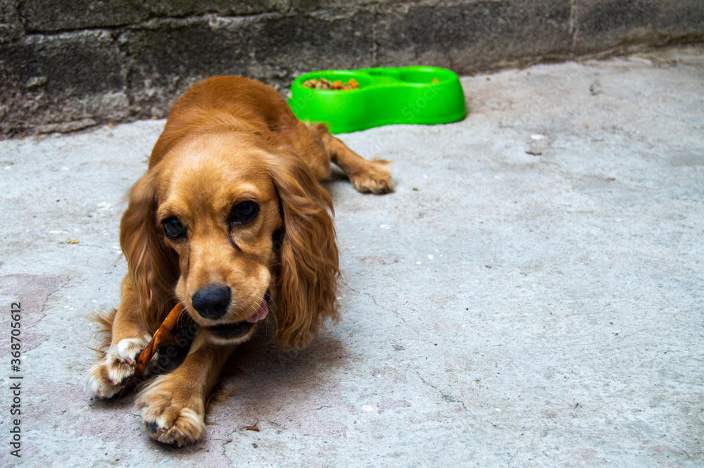 perro Cocker spaniel inglés comiendo un hueso café con comida de fondo ...