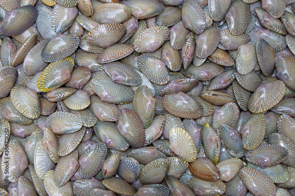 Thai clams, Clams,Surf clam, Short necked clam, Venus shell, Baby clam ...
