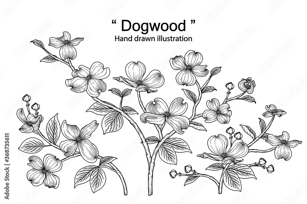 Sketch Floral decorative set. dogwood flower drawings. Black line art ...