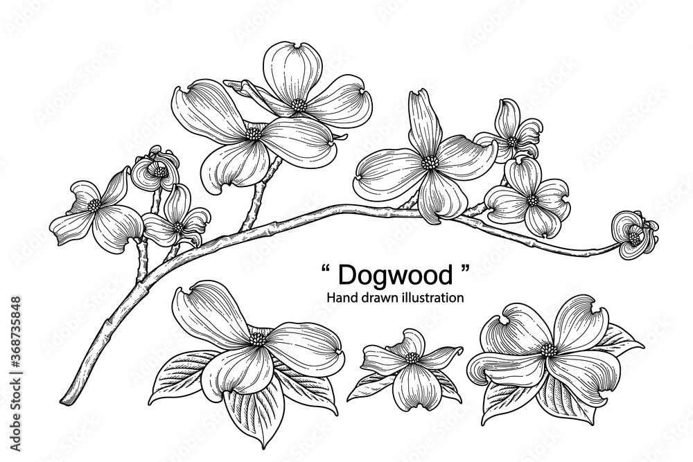 Sketch Floral decorative set. dogwood flower drawings. Black line art ...
