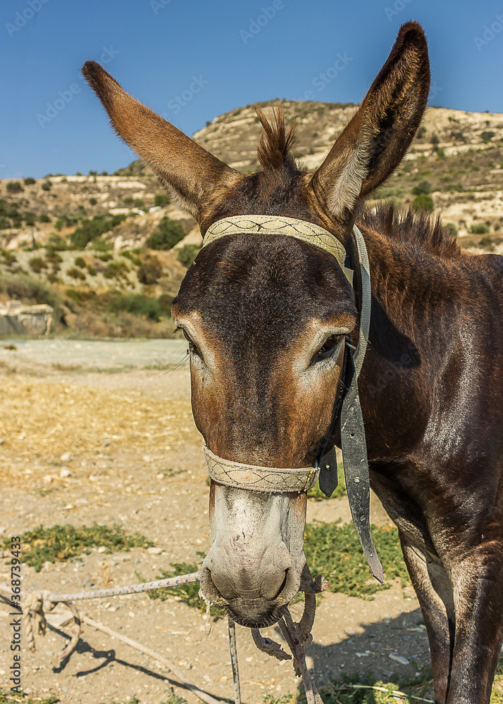 The donkey or ass (Equus africanus asinus) is a domesticated member of the horse family, Equidae ...