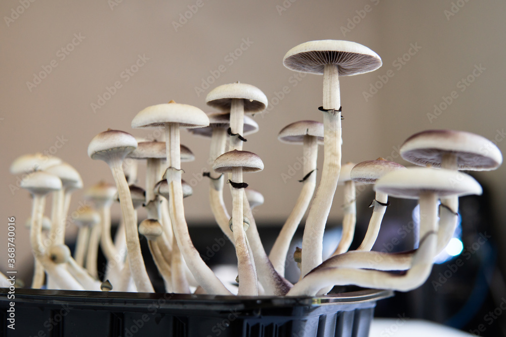 Fungi hallucinogen. Hallucinogenic Psychedelic drug. Growing Albino A ...