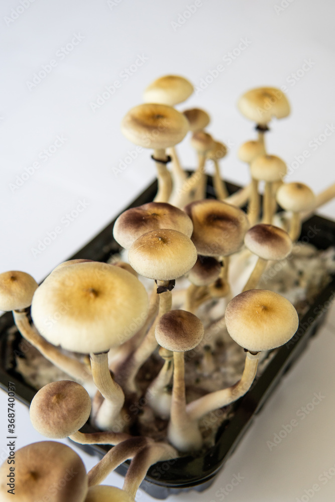 Fungi hallucinogen. Growing Albino A strain. Magic shroom. Psilocybin ...