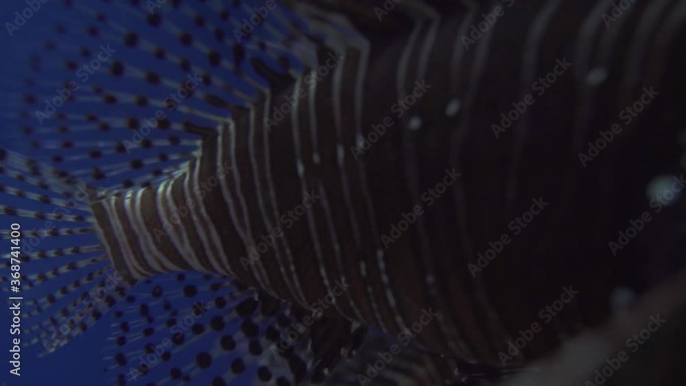 Macro partial body view of a lion fish in the deep sea. Venomous marine ...