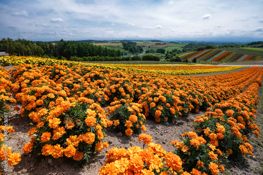 Marigold at the flowergarden of Shikisai no Oka in Biei, Hokkaido ...